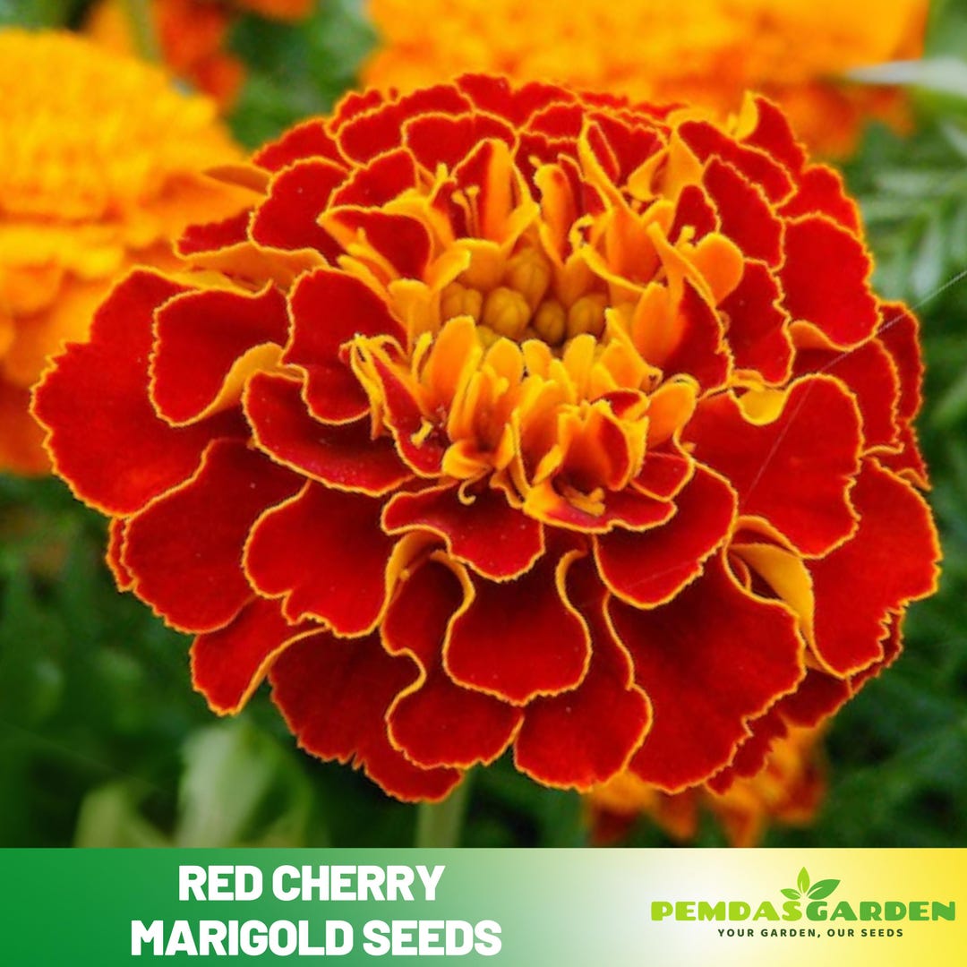25+ Seeds| Red Cherry Marigold Seeds - Edible -open-pollinating - Draft ...