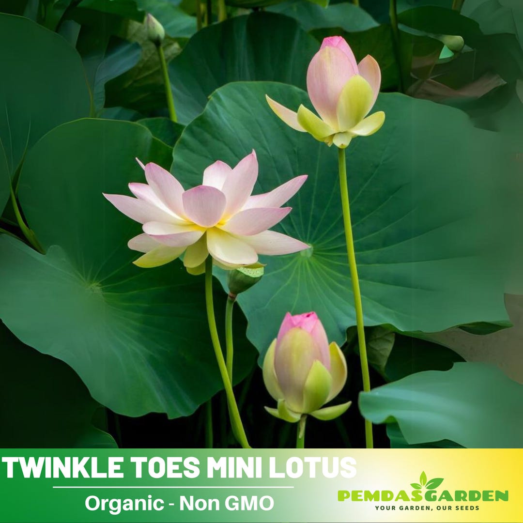 5 Rare Seeds| Twinkle Toes Lotus -MINI LOTUS Seeds - Indian Lotus ...