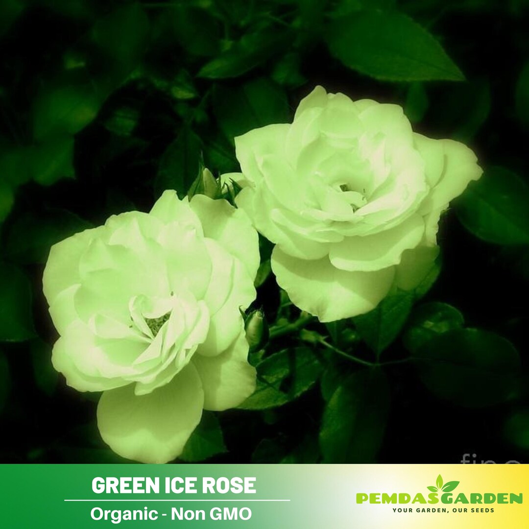 30+ Seeds| Green Ice Rose Seeds - Authentic - Perennial ~ GMO Free ...