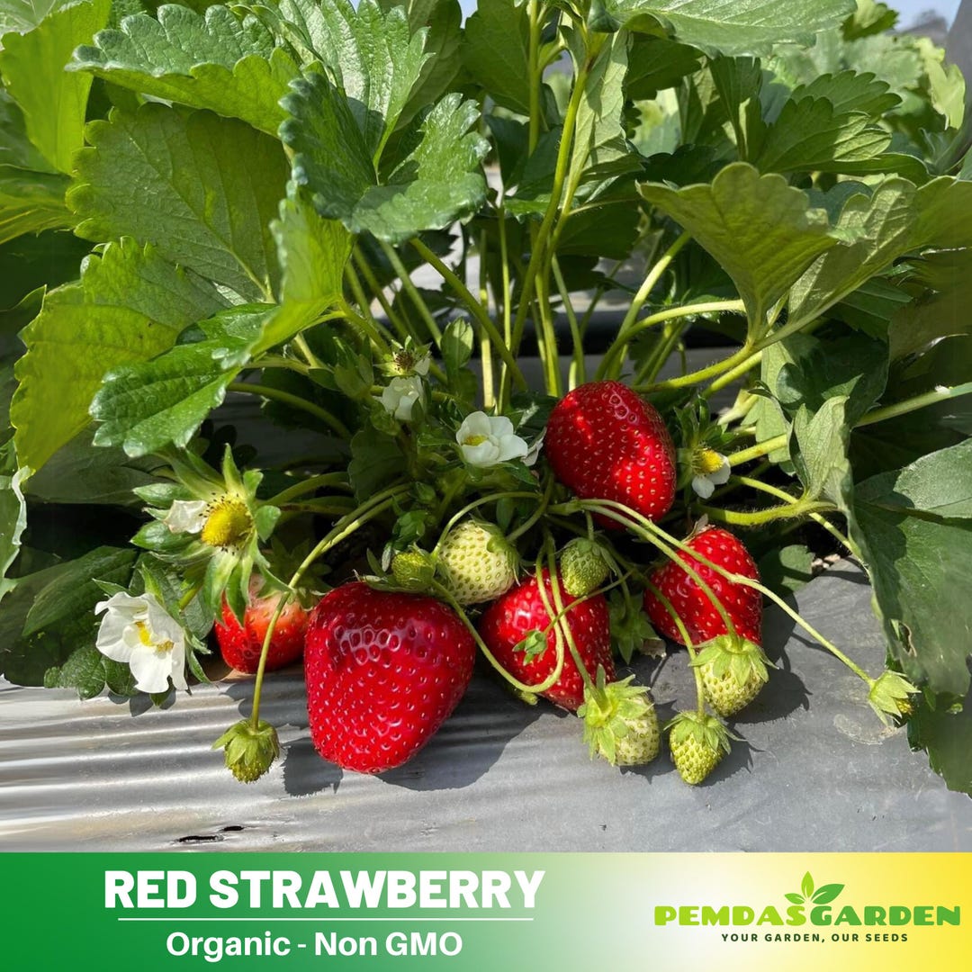 35 Seeds| Red Strawberry Seeds - Authentic - Open-pollinated - Organic ...
