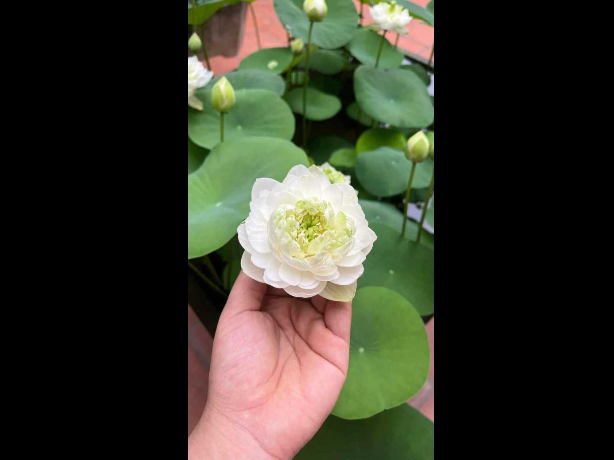 5 Rare Seeds| Snow White Lotus Seeds- Micro/ Tea Cup Lotus - Indian ...