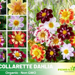 40 Seeds Mix Collarette Dahlia Perennial Seeds Pollinator Friendly Open ...
