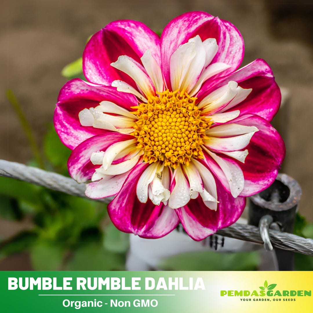 40+ Seeds| Bumble Rumble Dahlia Perennial Seeds - Pollinator Friendly ...