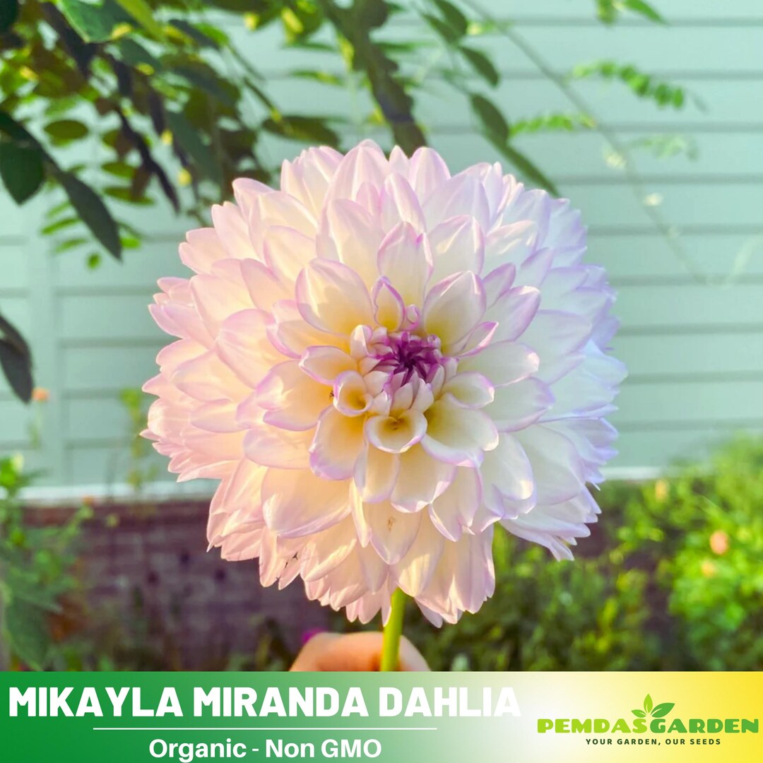 40+ Seeds| Mikayla Miranda Dahlia Perennial Flower Seeds -pollinator ...