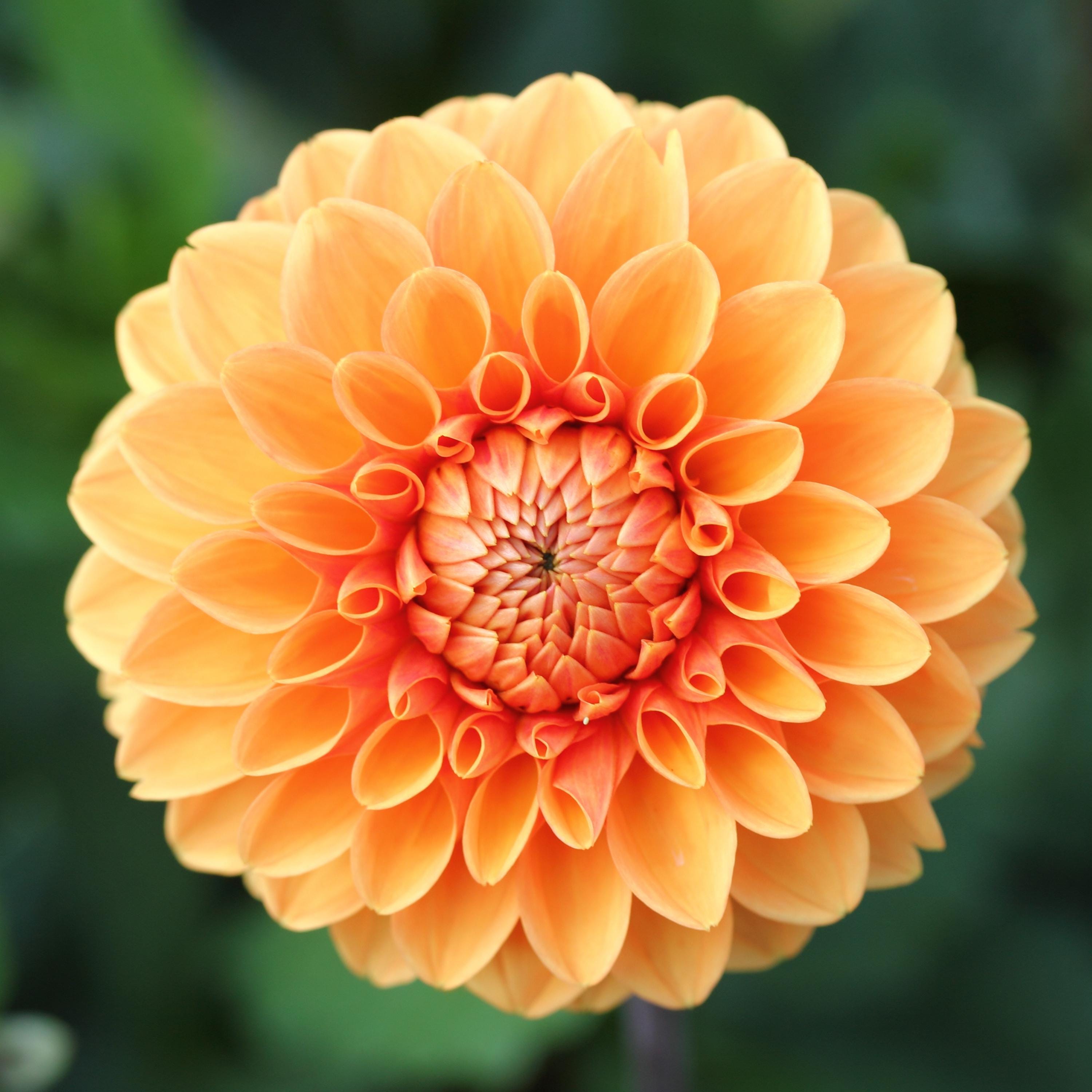 40+ Seeds| Amber Queen Dahlia Seeds -pollinator Friendly- Open ...