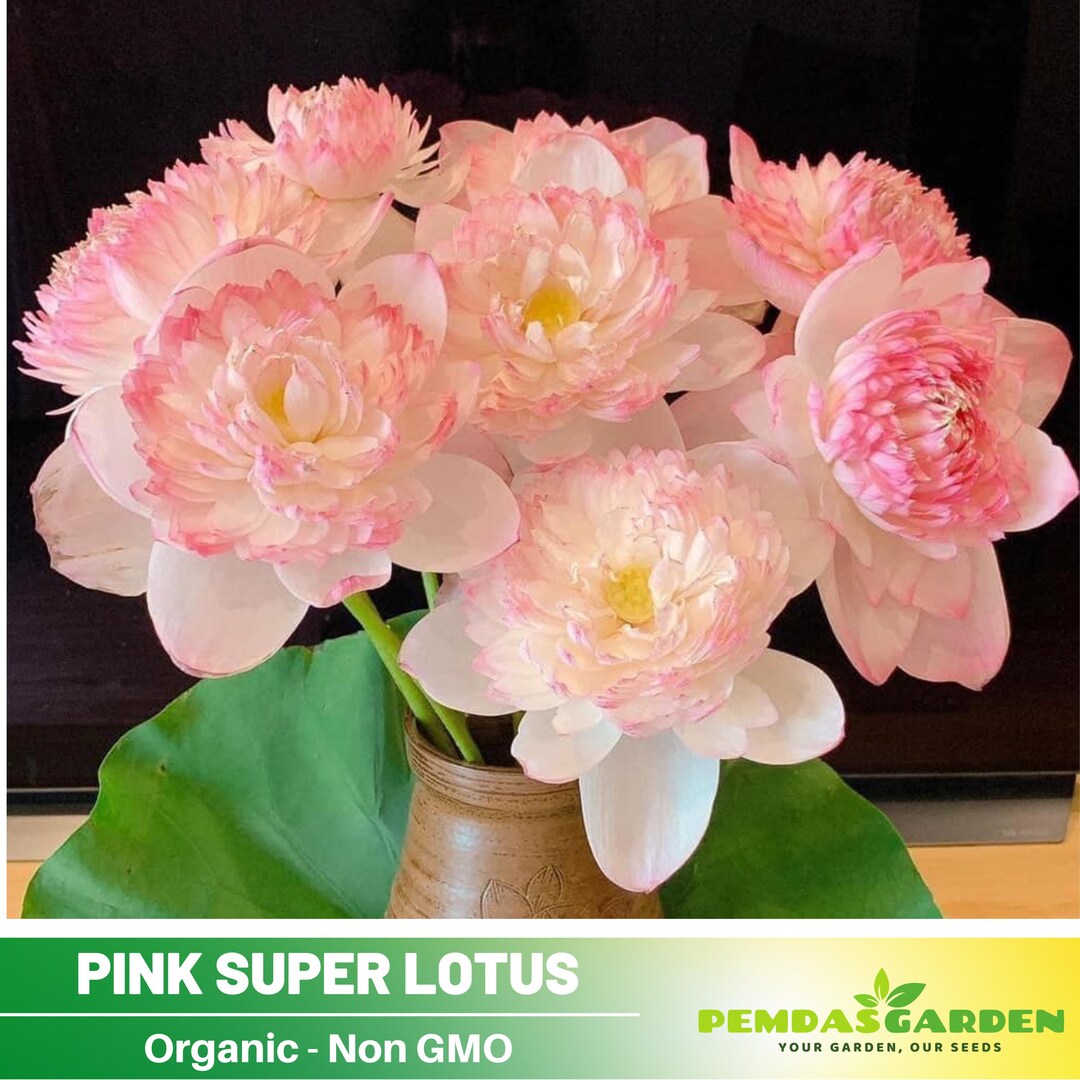 5 Rare Seeds| Pink Single Reflection Lotus Seeds - Indian Lotus ...