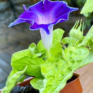 Blue Picotee Morning Glory Seeds Blue White Bi Color Flower Seeds ...