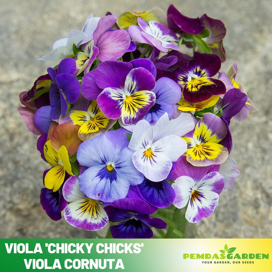 25+ Seeds| Viola 'chicky Chicks' Viola Cornuta Seeds - Cold Resistant ...