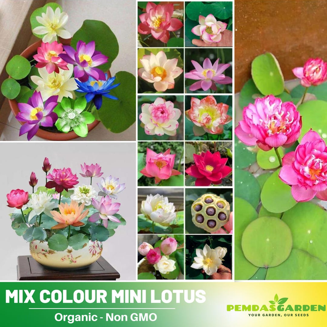 5 Rare Seeds| Mix Colour Mini Lotus Seeds - Indian Lotus (nelumbo ...