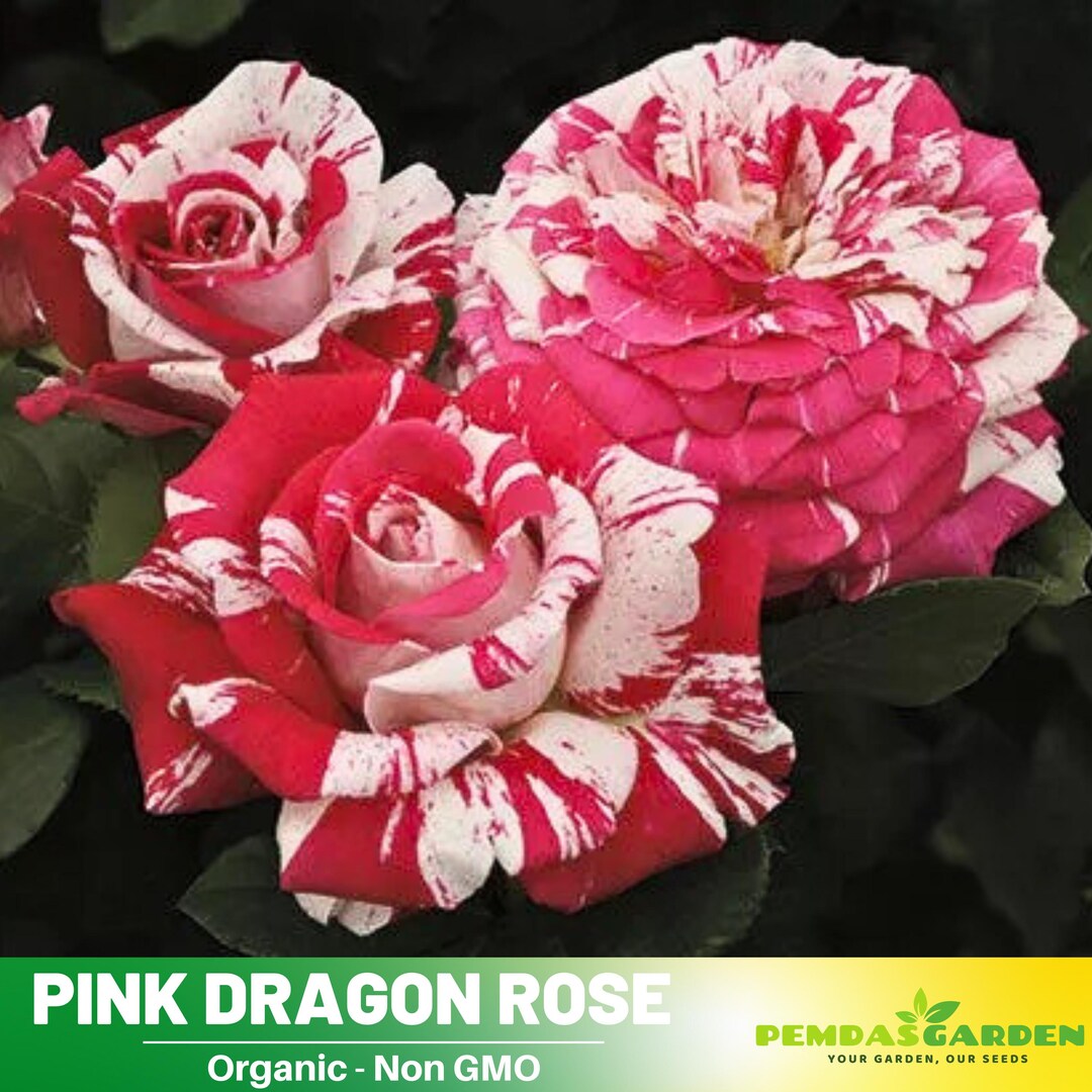 30+ Seeds| Pink Dragon Rose Bush Flower Rose - Authentic Seeds ...