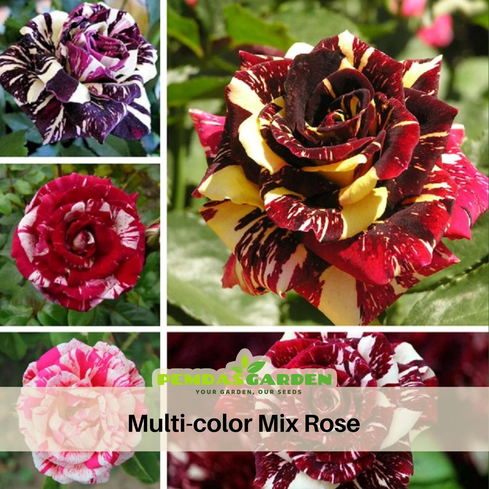 33+ Seeds| Mix Rose Seeds- Asian - Authentic Seeds - Perennial~ GMO ...