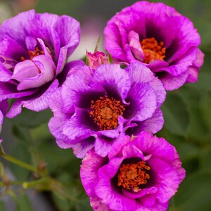 32+ Seeds| the Eyeconic Plum Lemonade Rose Seeds-perennial -authentic ...