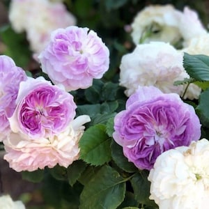 30+ Seeds| Blue Moonstone Rose Seeds - Authentic - Perennial ~ GMO Free ...