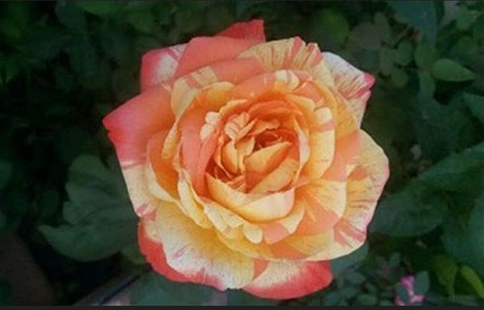 30 Seedsorange White Flower Rose Seeds Authentic Seeds - Etsy