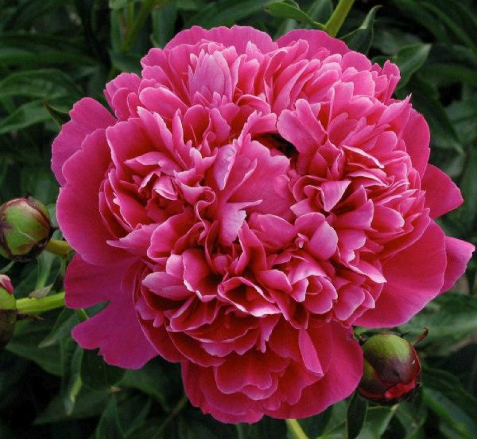 10+seeds| Kansas Peony Perennial Seeds - Paeonia - Attract Butterflies ...