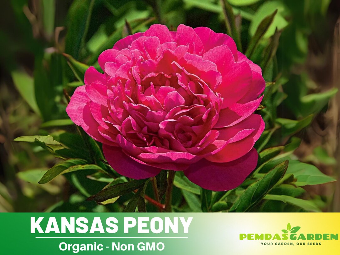 10seeds Kansas Peony Perennial Seeds Paeonia Attract Butterflies Open ...