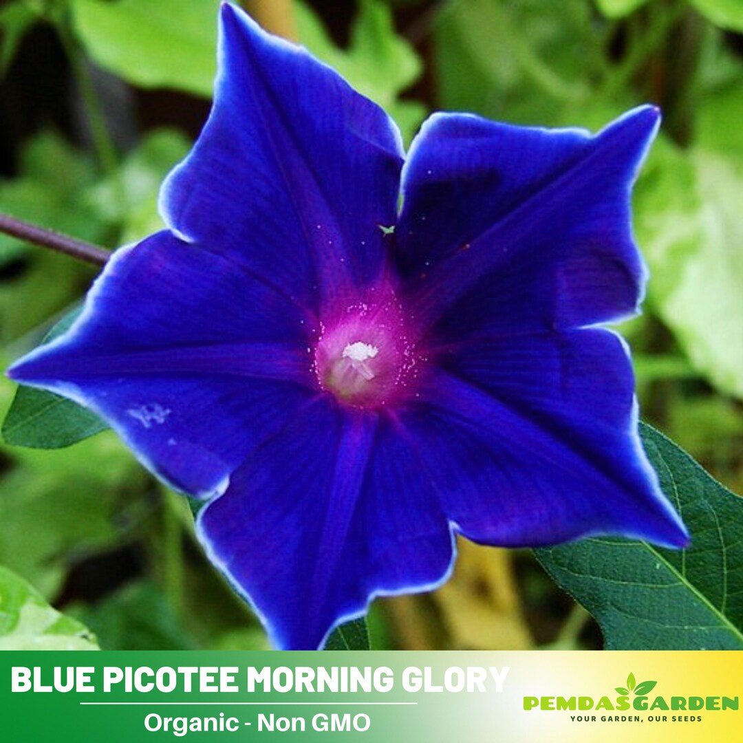 30+seeds| Blue Picotee Perennial Morning Glory Seeds - Open-pollinated ...