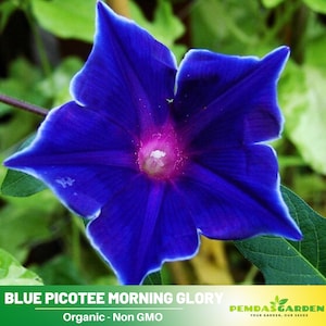 30+seeds| Blue Picotee Perennial Morning Glory Seeds - Open-pollinated ...