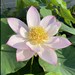 5 Rare Seeds| Twinkle Toes Lotus -MINI LOTUS Seeds - Indian Lotus ...