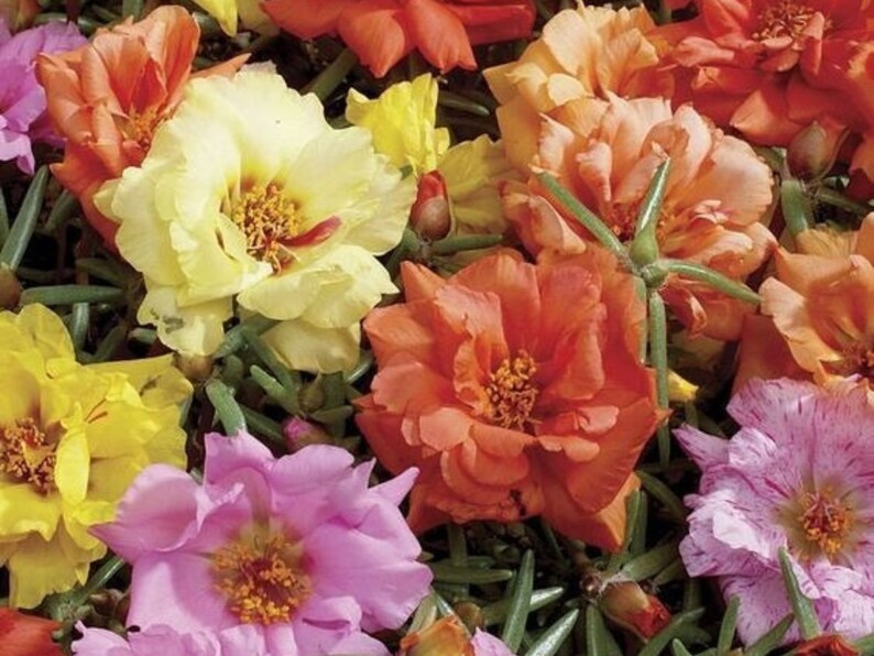 Portulaca Grandiflora 'sundial Series' Seeds - Purslanes Seeds ...