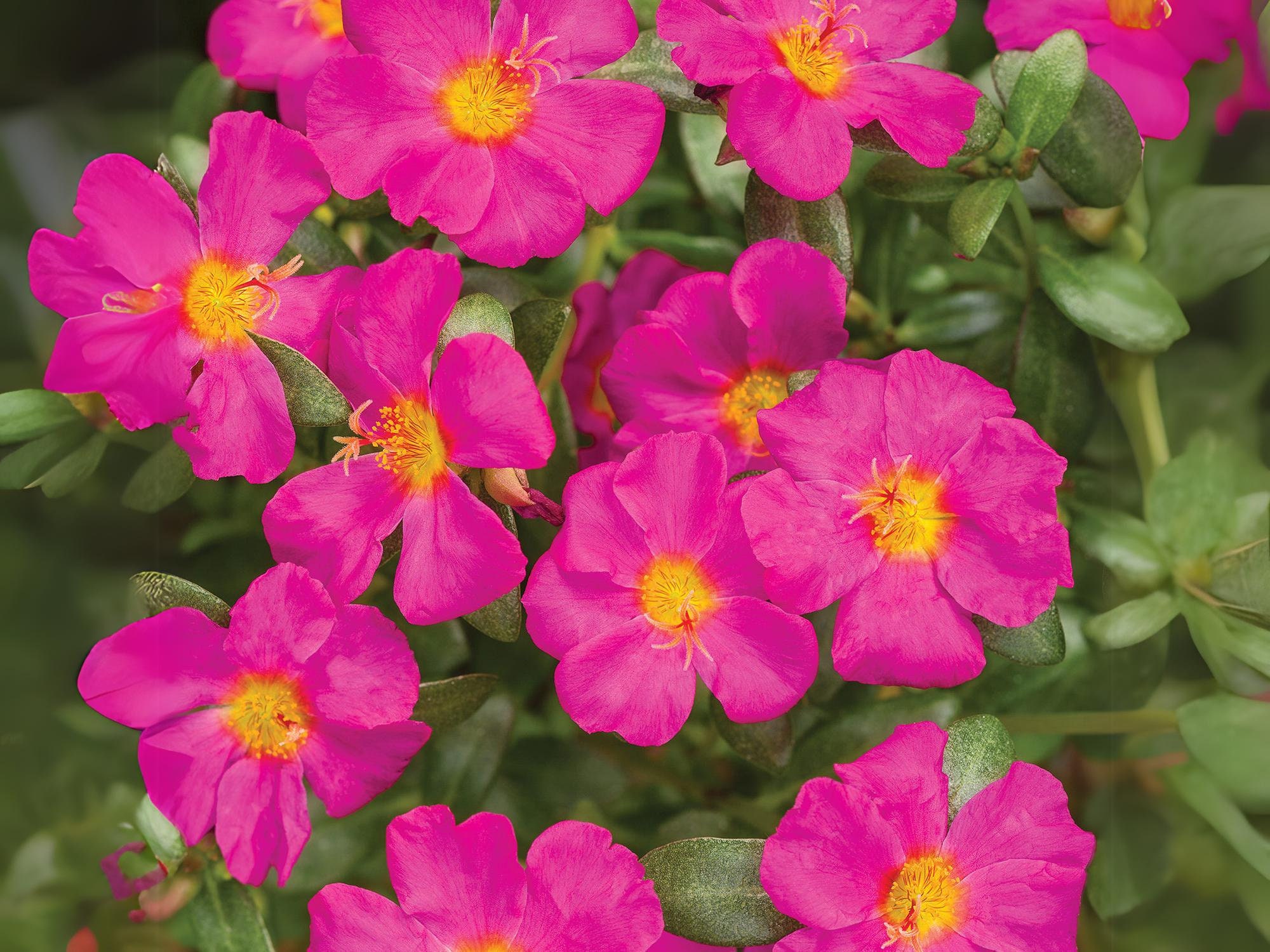 30 Portulaca Umbraticola 'Mojave® Fuchsia'- Moss Rose Seeds - Heirloom ...