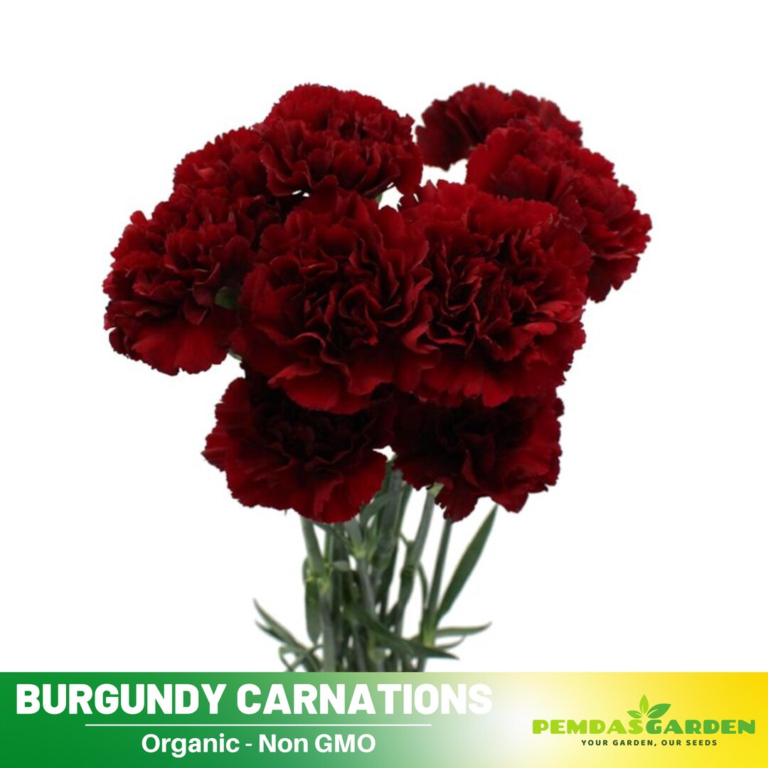 30+seeds| Dark Red Burgundy Carnations - Dianthus Seeds - Authentic ...