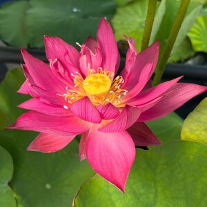 5 Rare Seeds| Brilliant Red Raging Fire Lotus Seeds - Indian Lotus ...