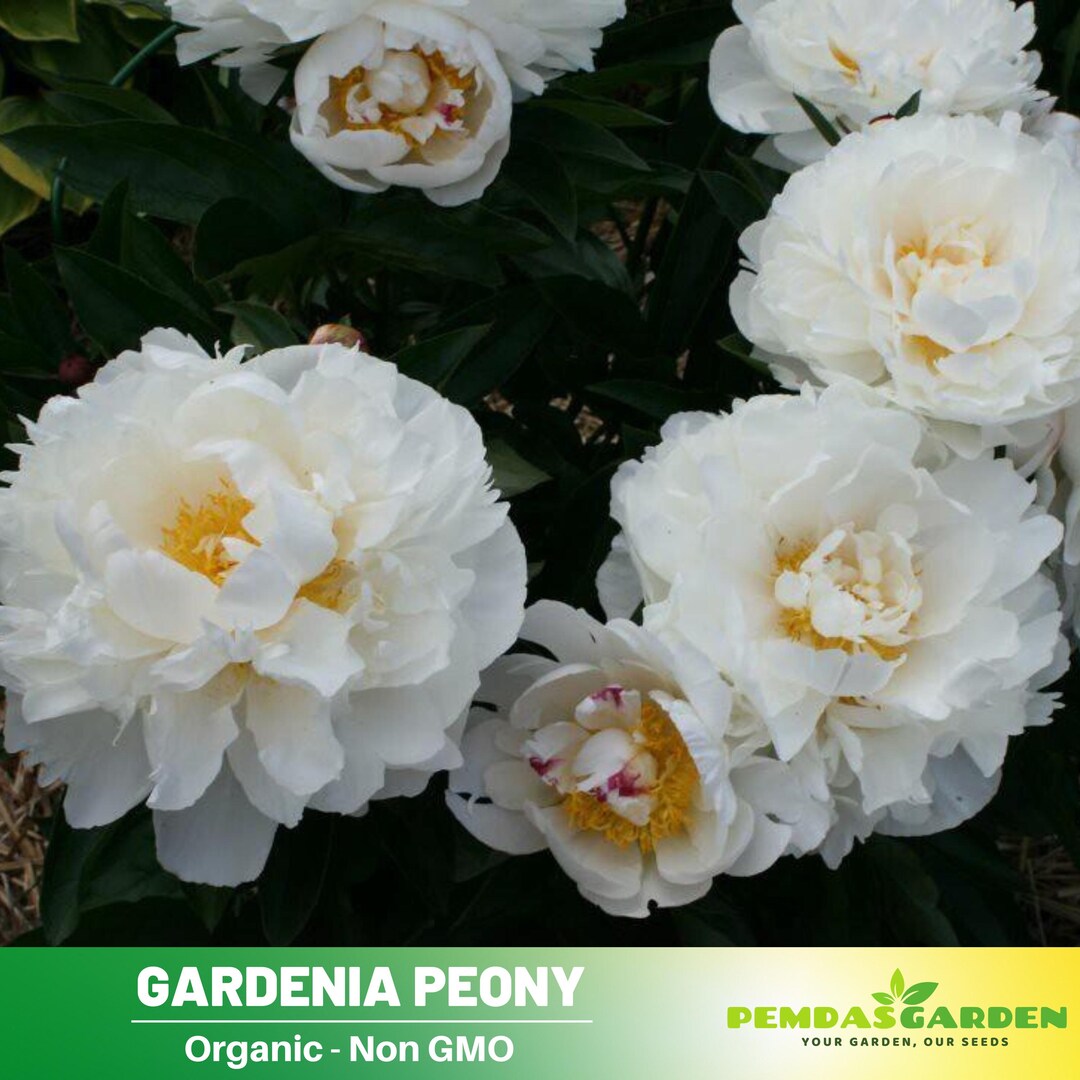 10+seeds| Gardenia Peony Perennial Seeds - Paeonia - Attract ...