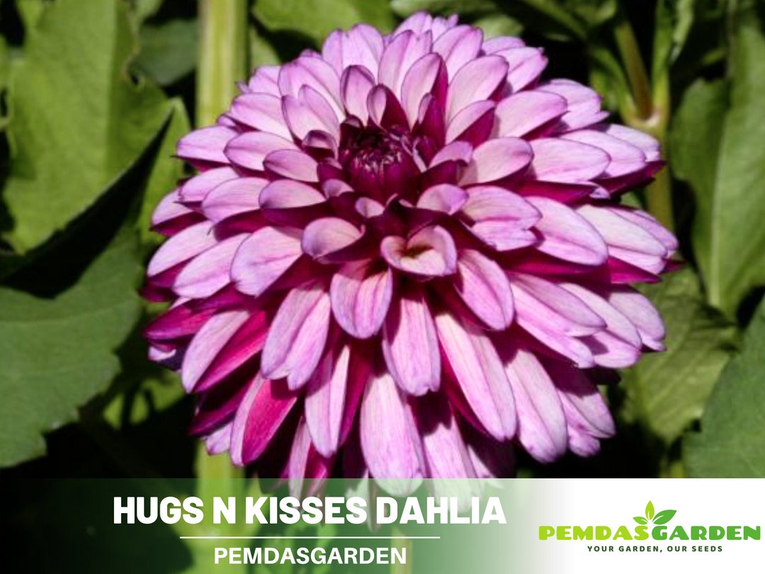 40 Seeds Hugs N Kisses Dahlia Perennial Seeds Authentic Seeds Perennial ...