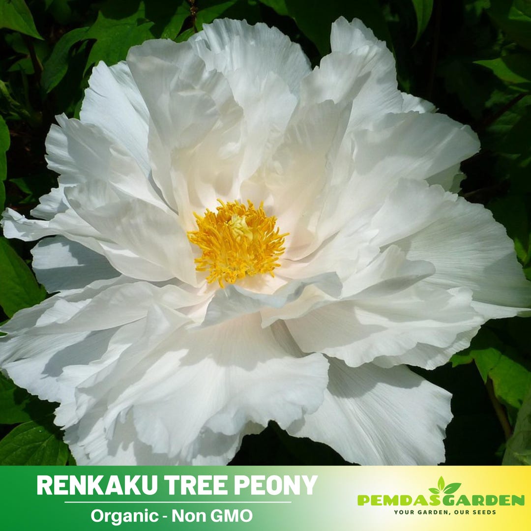 10+seeds| Renkaku Tree Perennial Flower Peony Seeds- Paeonia - Attract ...