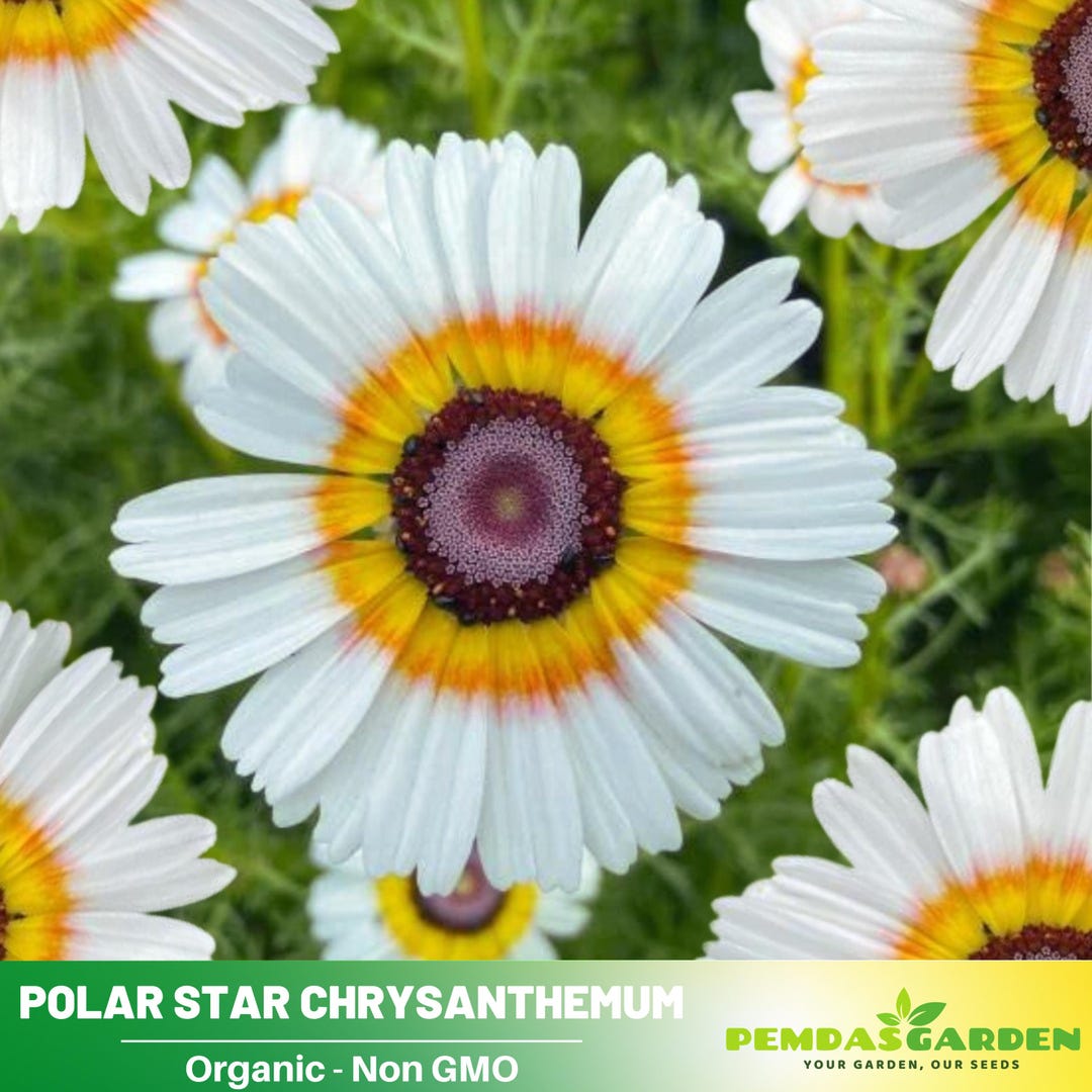 50+ Seeds| | Polar Star Chrysanthemum Seeds - Authentic - Open ...