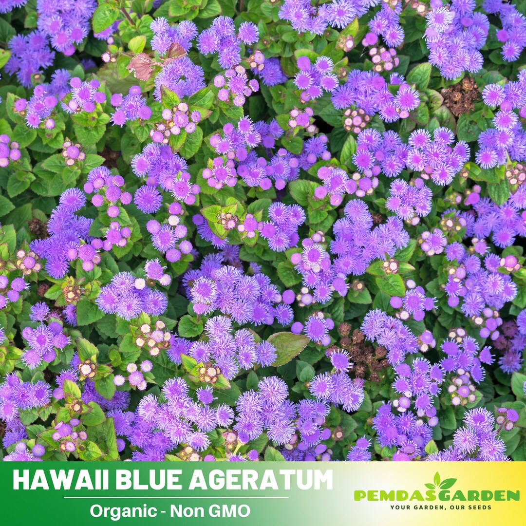 30+ Seeds| Hawaii Blue Ageratum Seeds - Fast Growing - Attracts ...