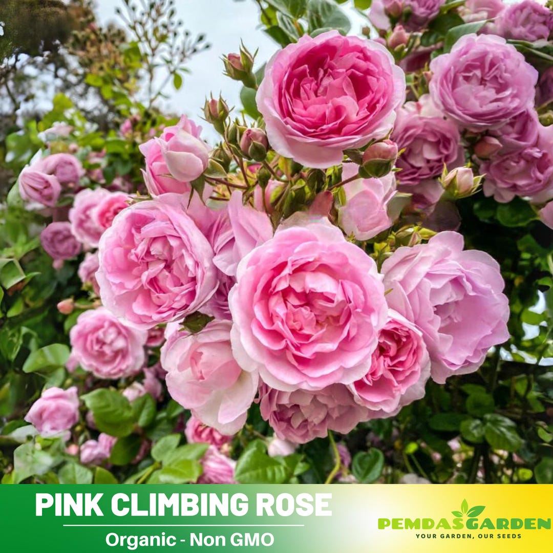 30+ Seeds| Pink Climbing Rose Seeds - Authentic Seeds - Perennial~ GMO ...