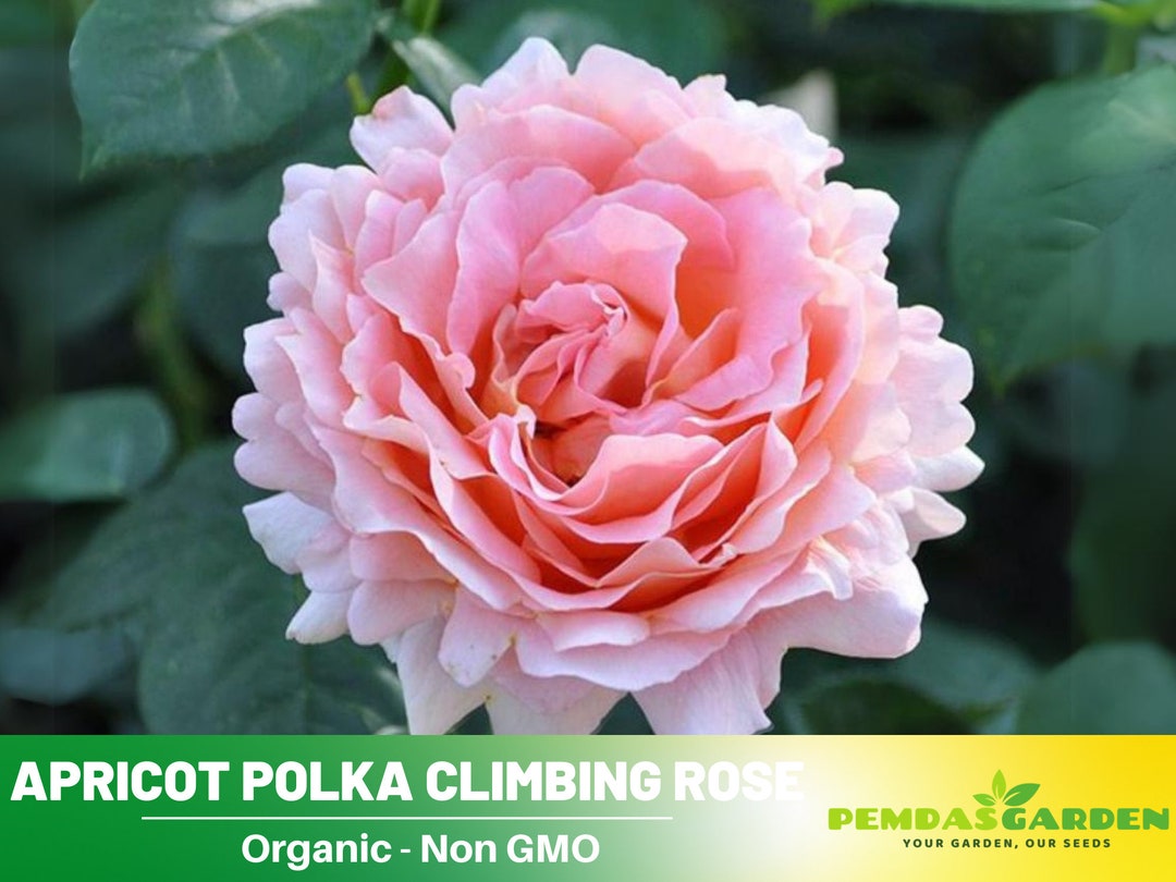 33 Seeds Apricot Polka Climbing Rose Seeds Authentic Seeds Perennial ...