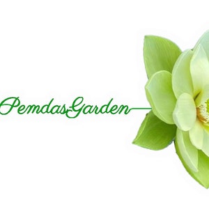 30+ Seeds| Juicy Terrazza Rose Seeds - Authentic - Perennial ~ GMO Free ...