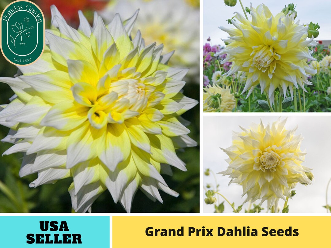 40 Seeds Grand Prix Dahlia Perennial Seeds Authentic Seeds - Etsy