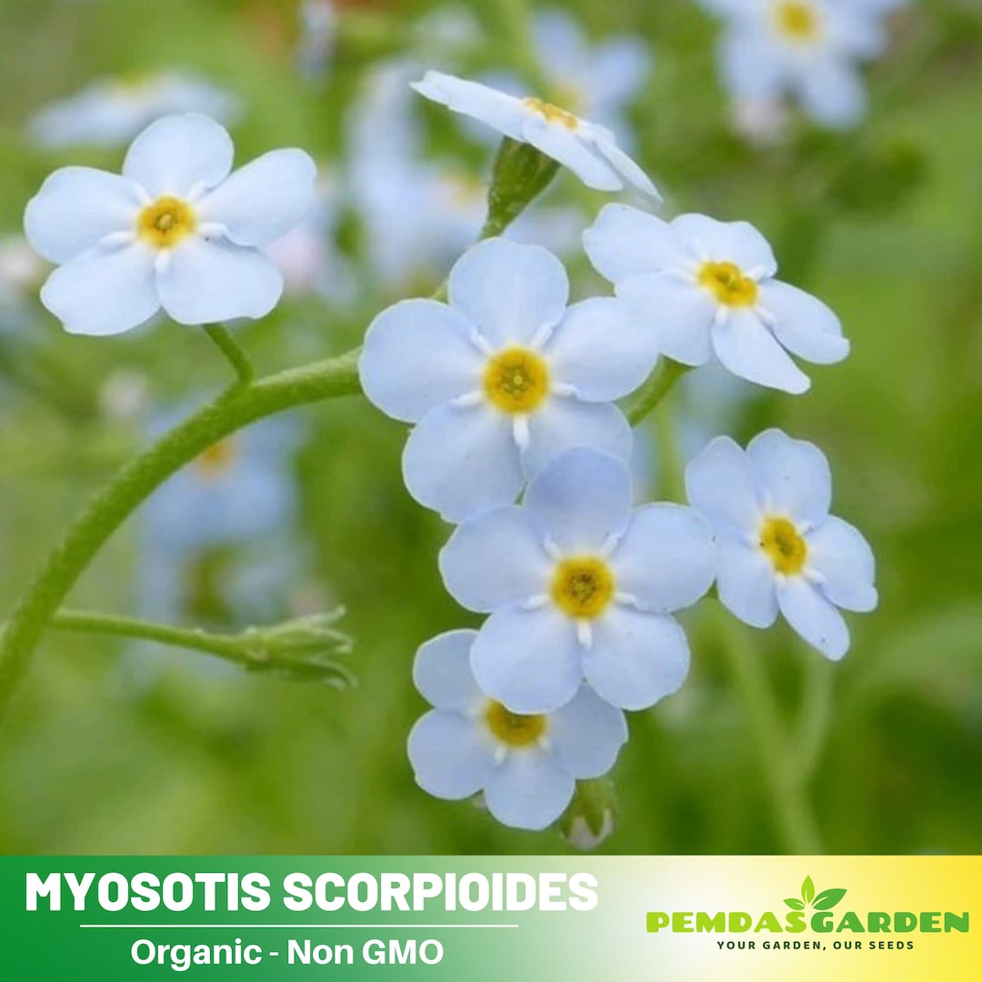 Myosotis Scorpioides (water Forget-me-not) Seeds -30 Seeds- Open ...