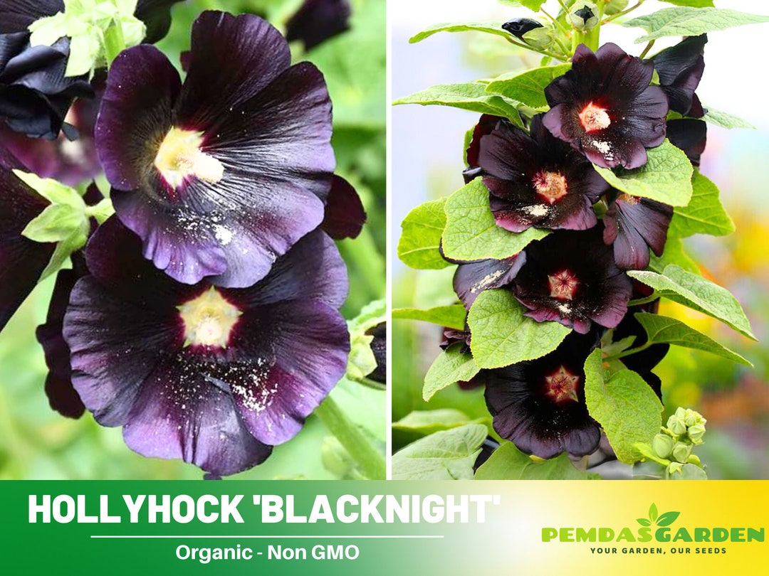 Hollyhock 'blacknight' Authentic Seeds GMO Freeflower Seeds Asian ...