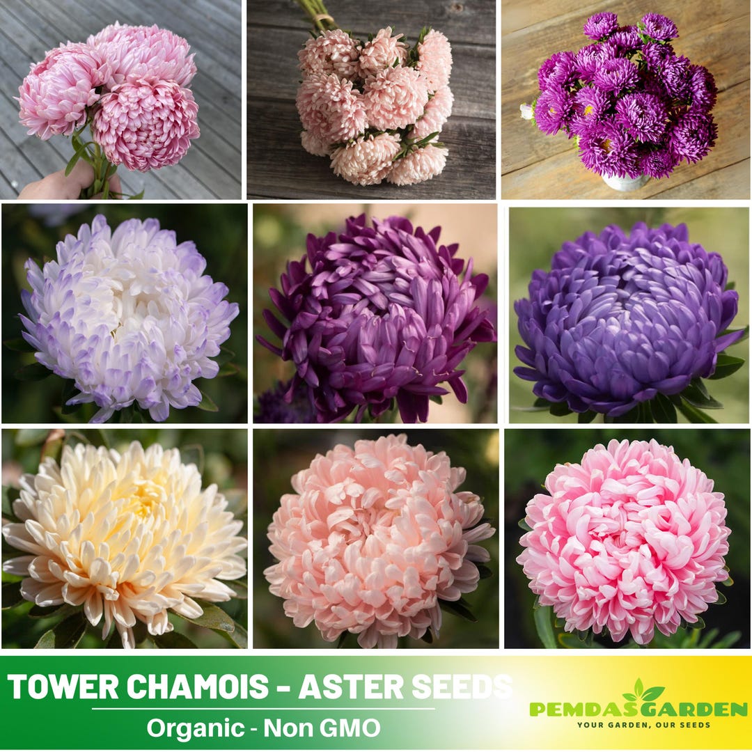 Tower Chamois - Aster Seeds - China Aster - Authentic - Open-pollinated ...