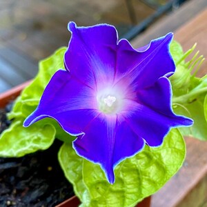 Blue Picotee Morning Glory Seeds Blue White Bi Color Flower Seeds ...