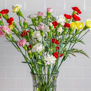 Mixed Mini Carnations authentic Seeds-flowers organic. Non GMO seeds ...
