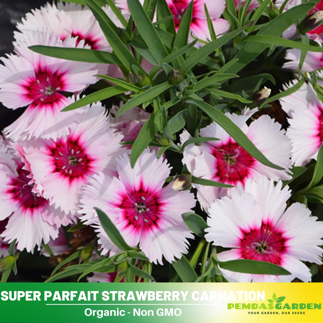 Super Parfait Strawberry Carnations - Dianthus Seeds - Open-pollinated ...