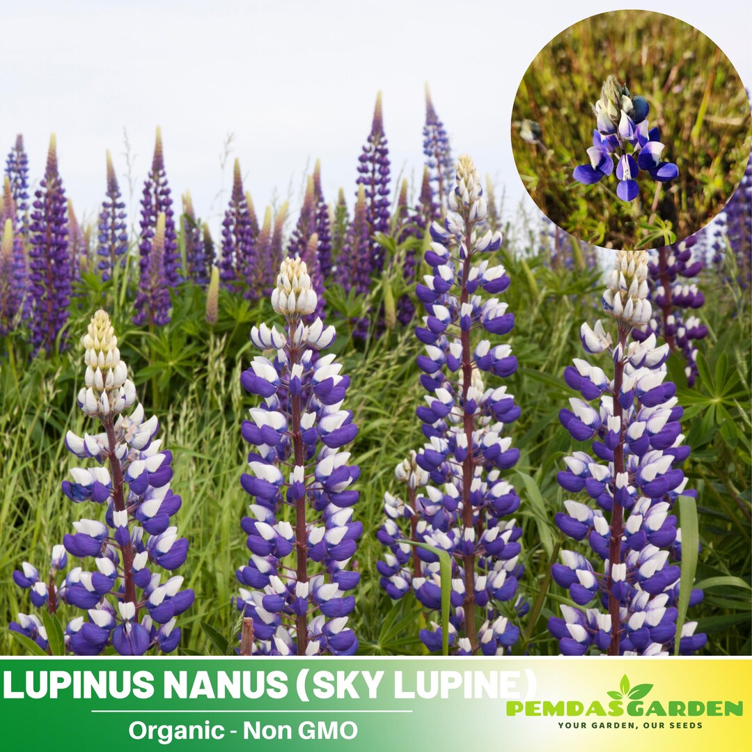 Lupinus Nanus (sky Lupine)- Authentic Seeds - Perennial ~ GMO Free ...