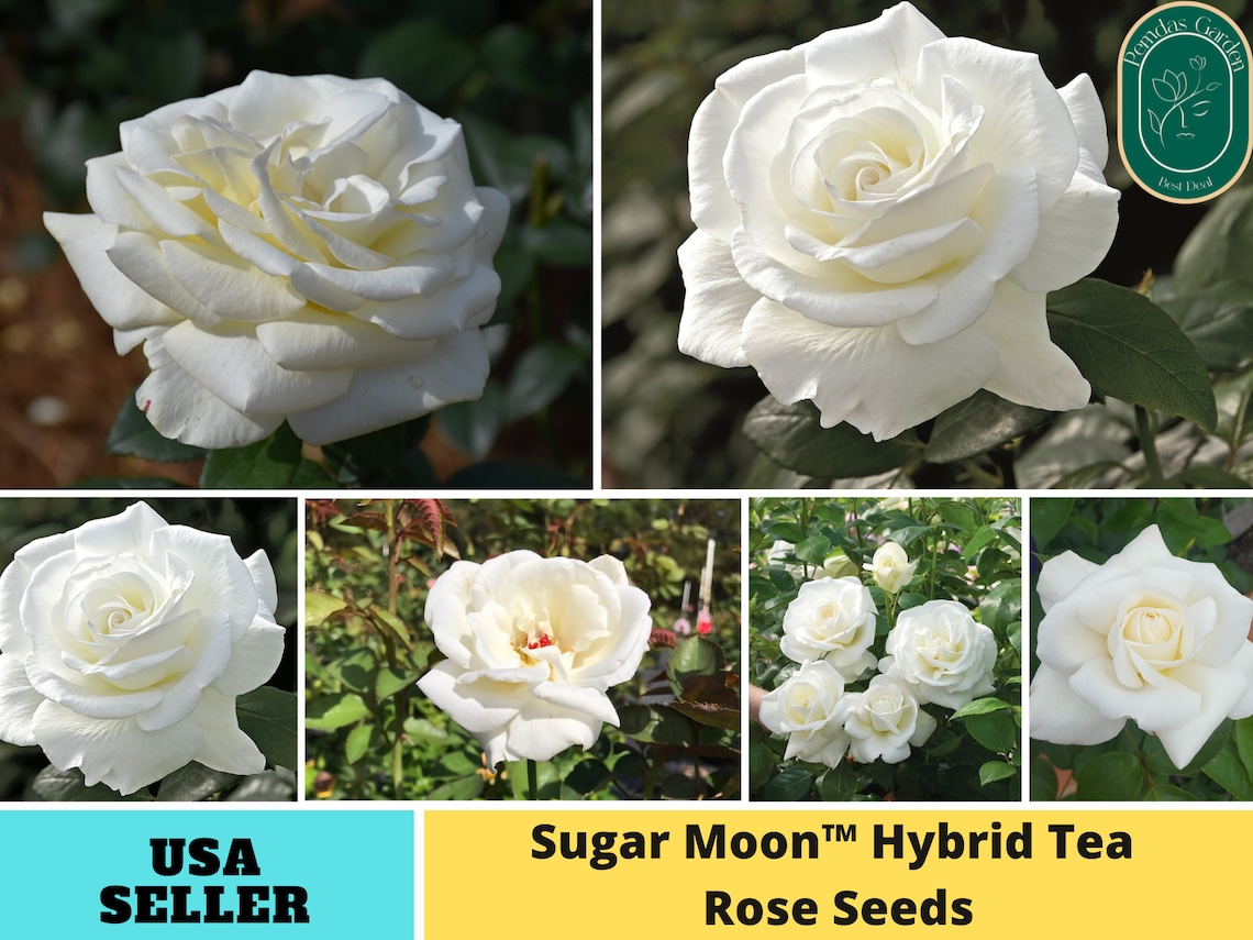 30 Seeds White Sugar Moon Hybrid Flower Rose Authentic - Etsy