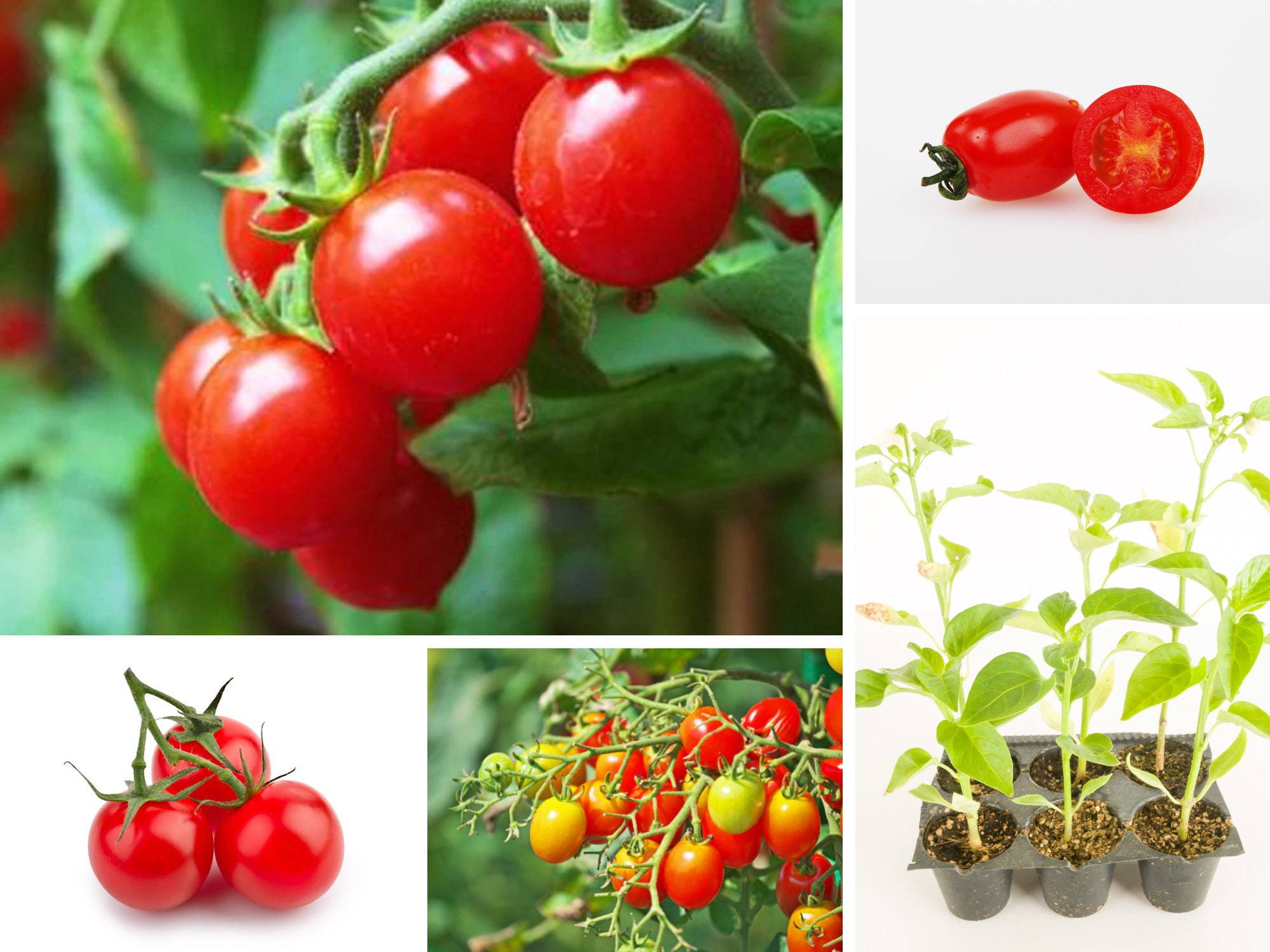 30 Seeds| Small Red Cherry Tomato Seeds- Authentic Seeds ~ GMO Free ...