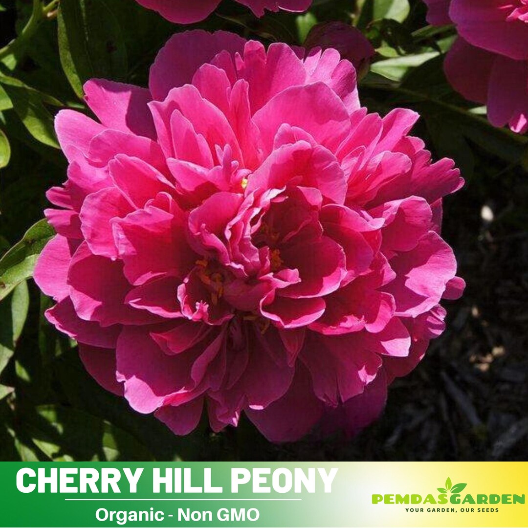 10+ Seeds| Cherry Hill Peony Peony Seeds - Paeonia - Attract ...