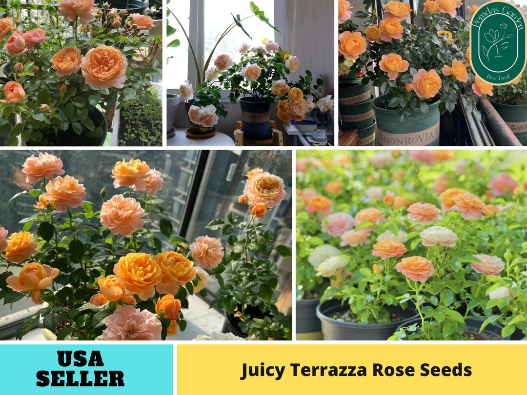 30 Seeds Juicy Terrazza Rose Seeds Authentic Perennial GMO Free Flower ...