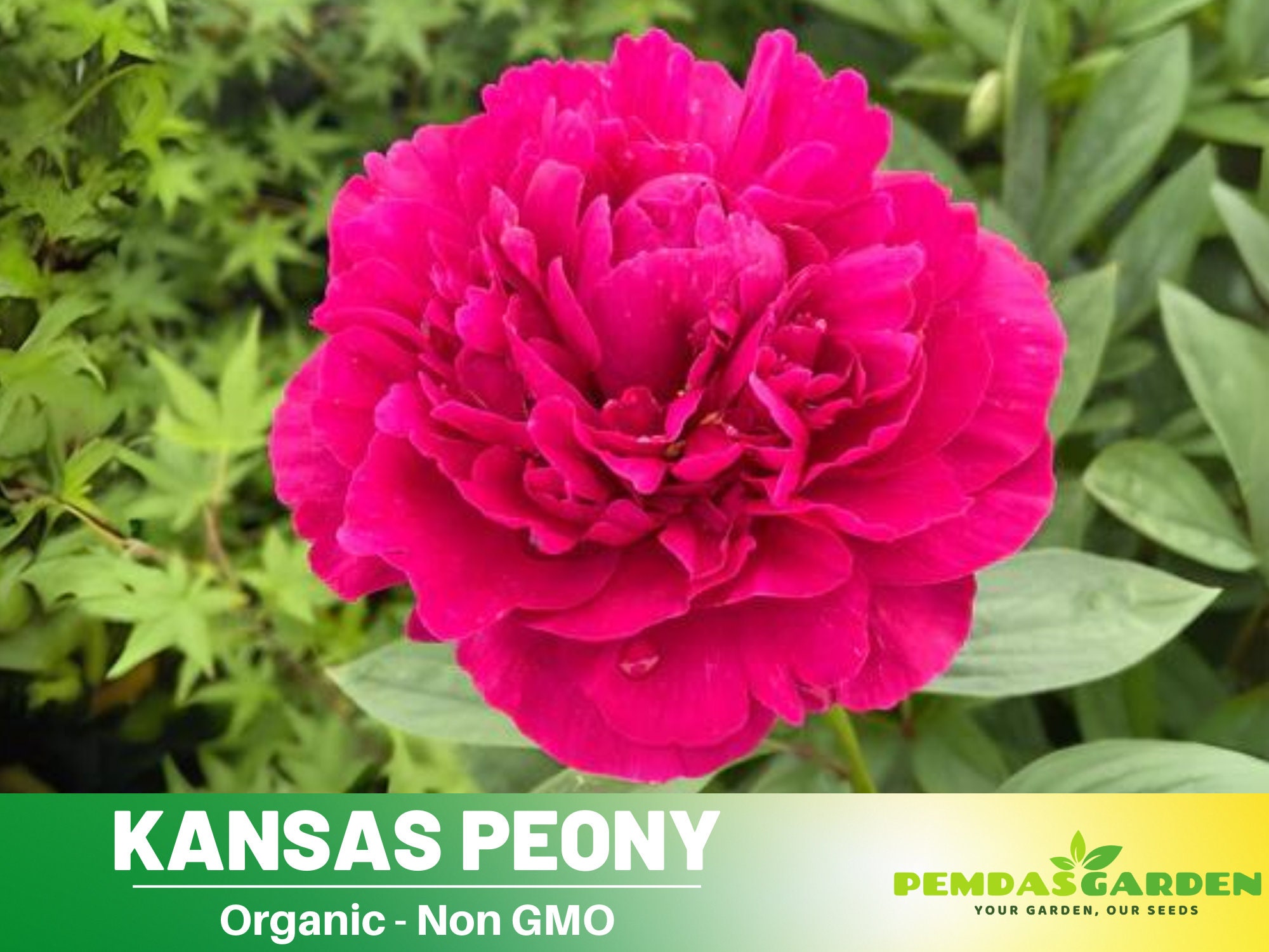 10+seeds| Kansas Peony Perennial Seeds - Paeonia - Attract Butterflies ...