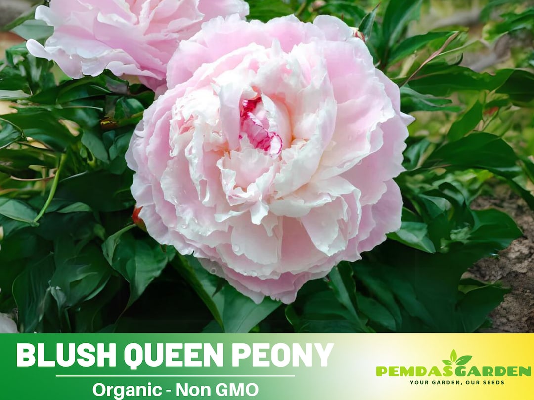 10 Seeds Blush Queen Perennial Peony Seeds Paeonia Attract Butterflies Open-pollinated Organic ...