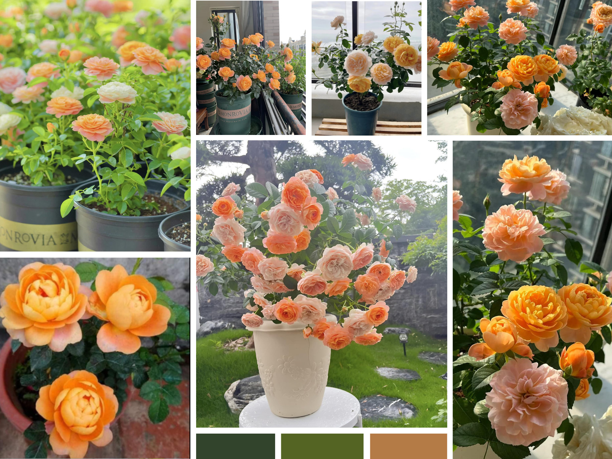 30+ Seeds| Juicy Terrazza Rose Seeds - Authentic - Perennial ~ GMO Free ...